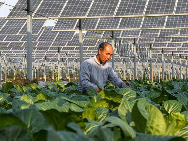 Macheng Songbu Orchard Farm – 40MW, PV + Agriculture - Rinxin Solar